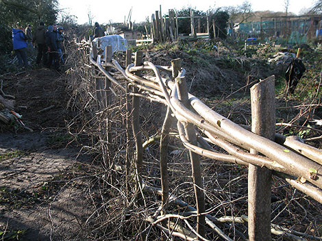 Royal Paddocks Allotments, Bushy Park, Hampton Wick - News