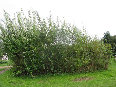 Royal Paddocks Allotments, Bushy Park, Hampton Wick - News